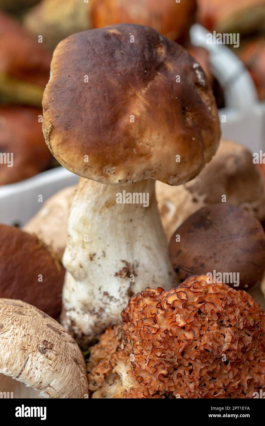 Selective focus on the mushroom hat of a porcini mushroom (Boletus ...