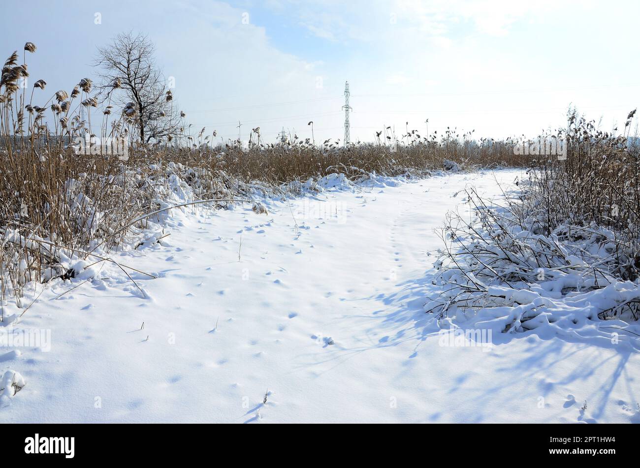 Snow-covered wild swamp with a lot of yellow reeds, covered with a ...