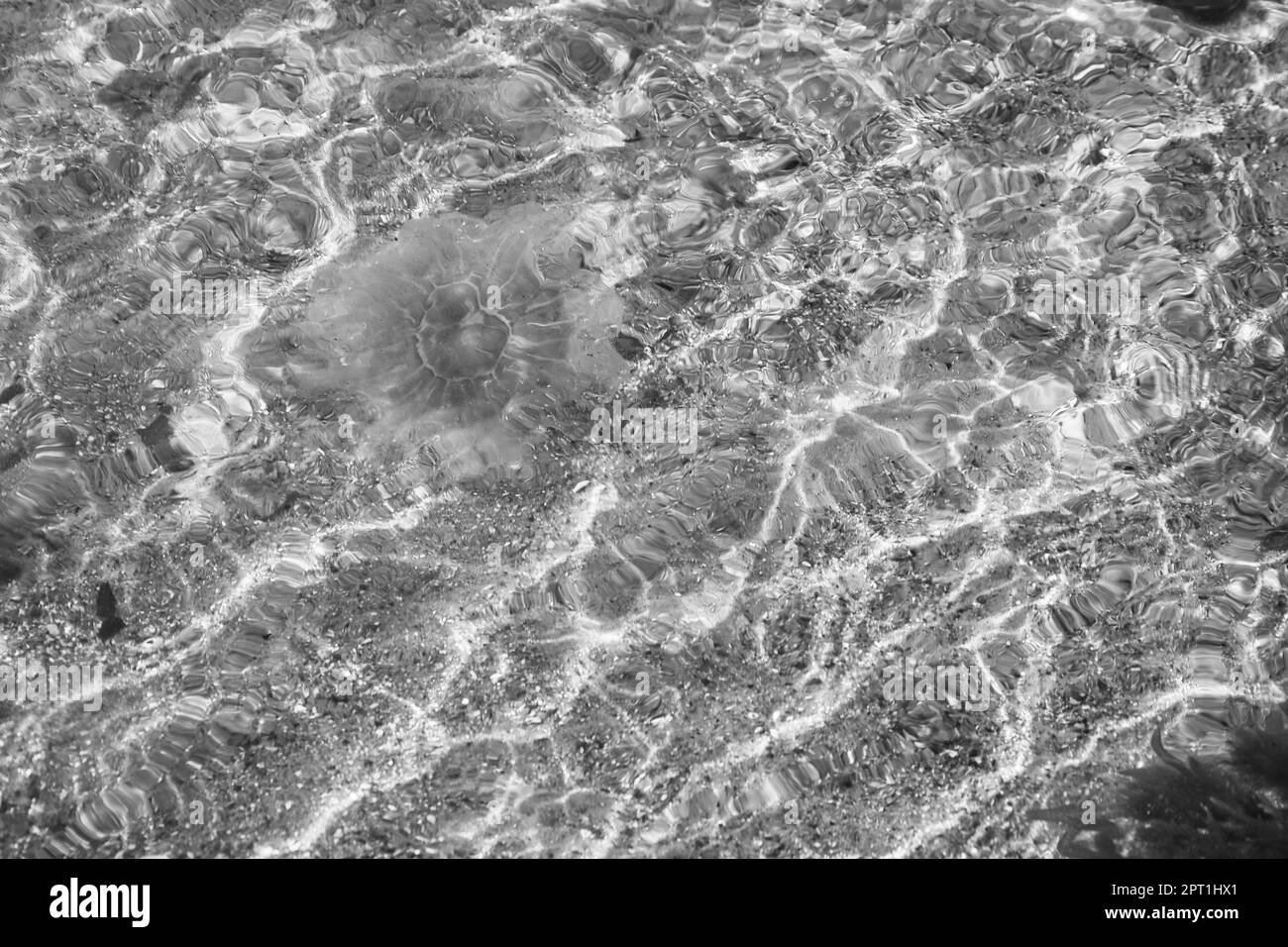 Soft summer sea pattern Black and White Stock Photos & Images - Alamy