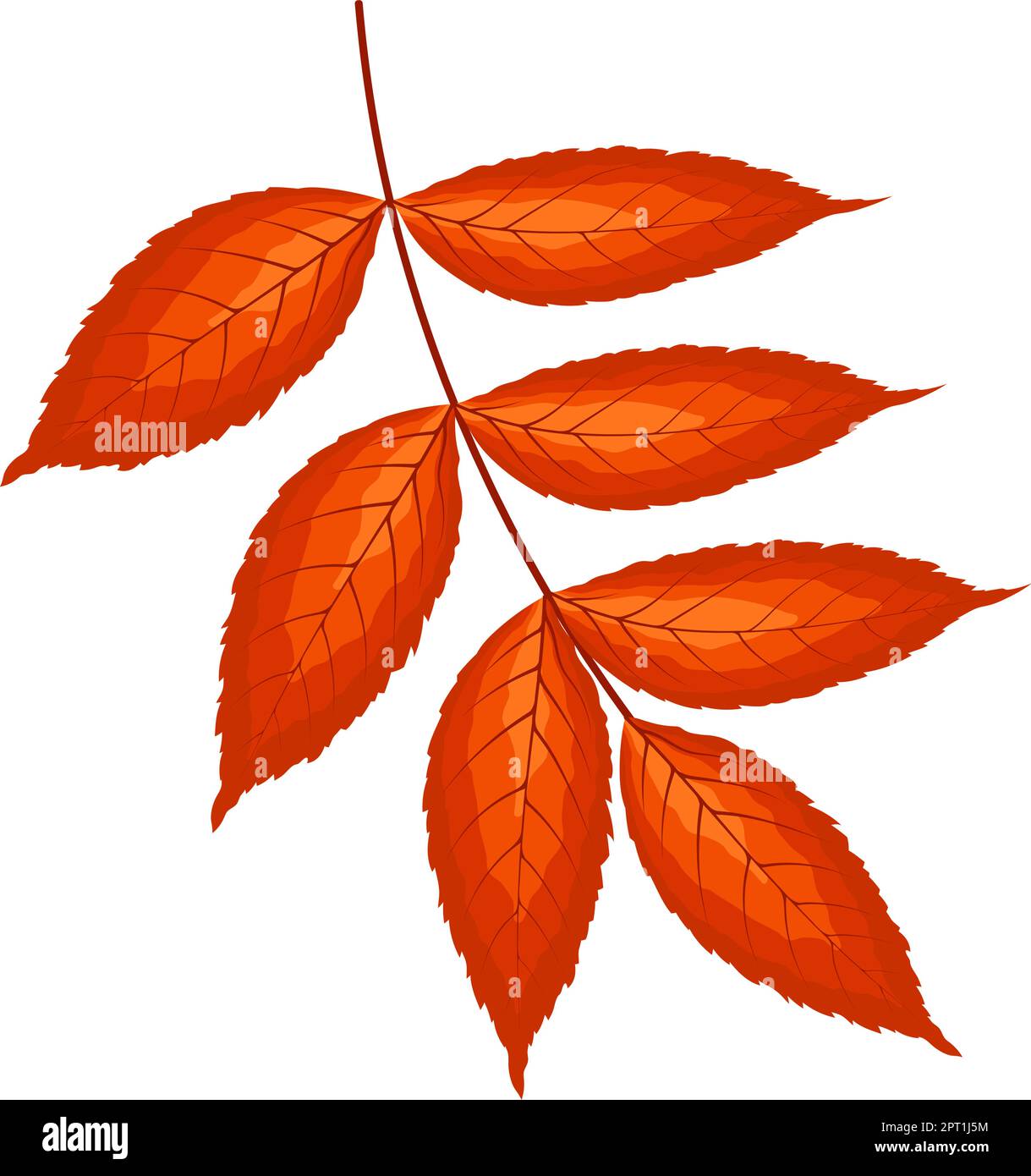 Ash macro Stock Vector Images - Alamy