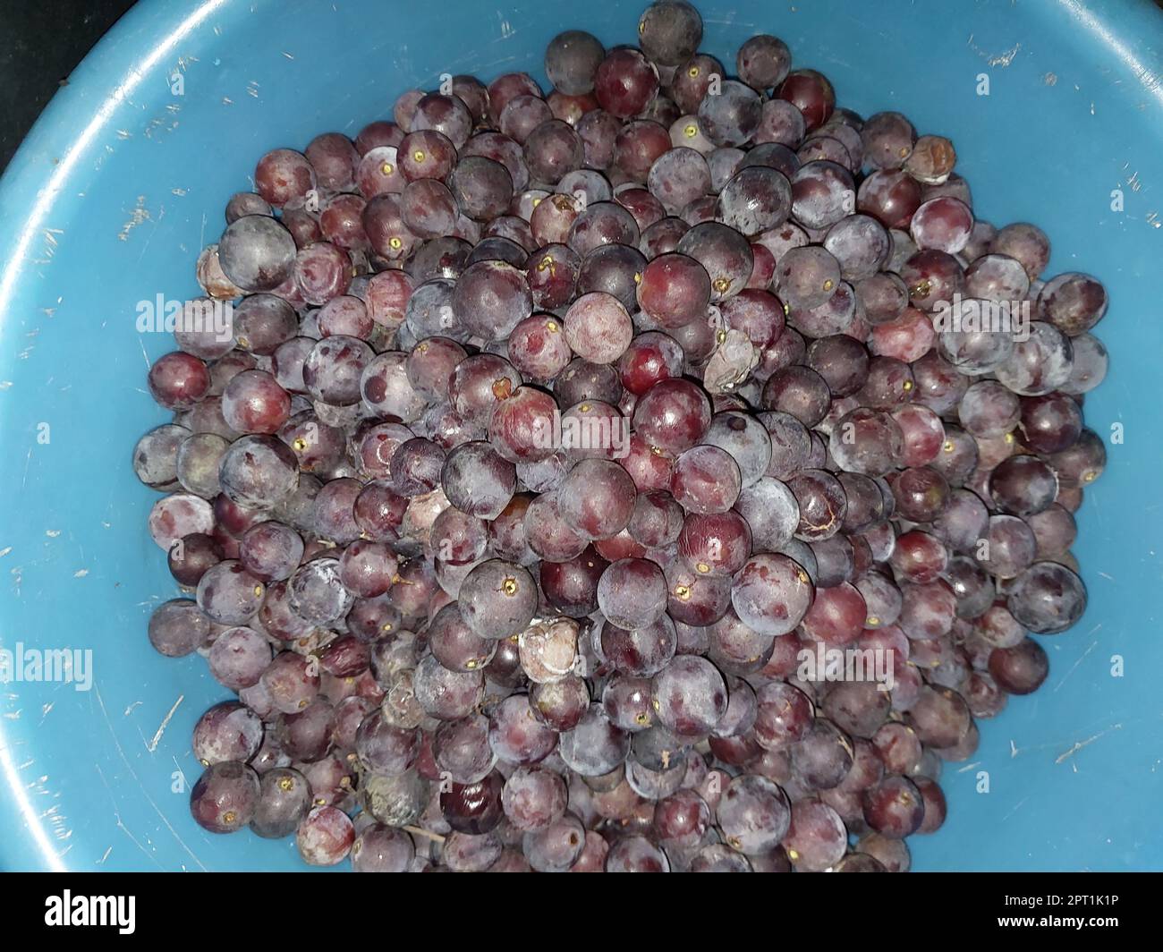 Production of grape pulp for making homemade wine a the must Stock ...