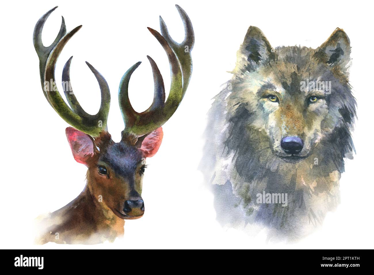 Watercolor illustration, set of wild annimals, wolf and deer, isolated ...
