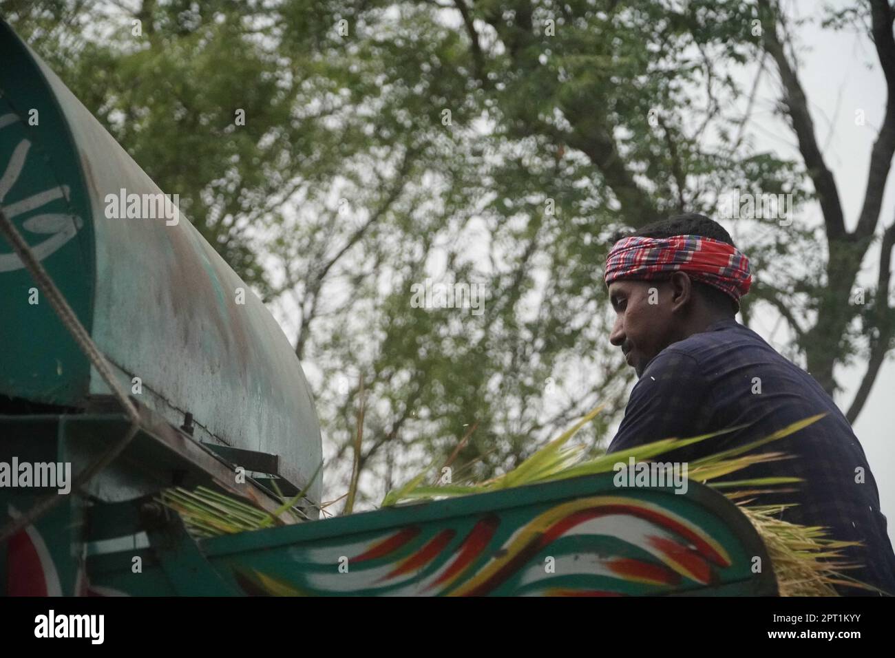 Naogaon, Bangladesh. 27th Apr, 2023. Workers thresh Boro seasons paddy ...