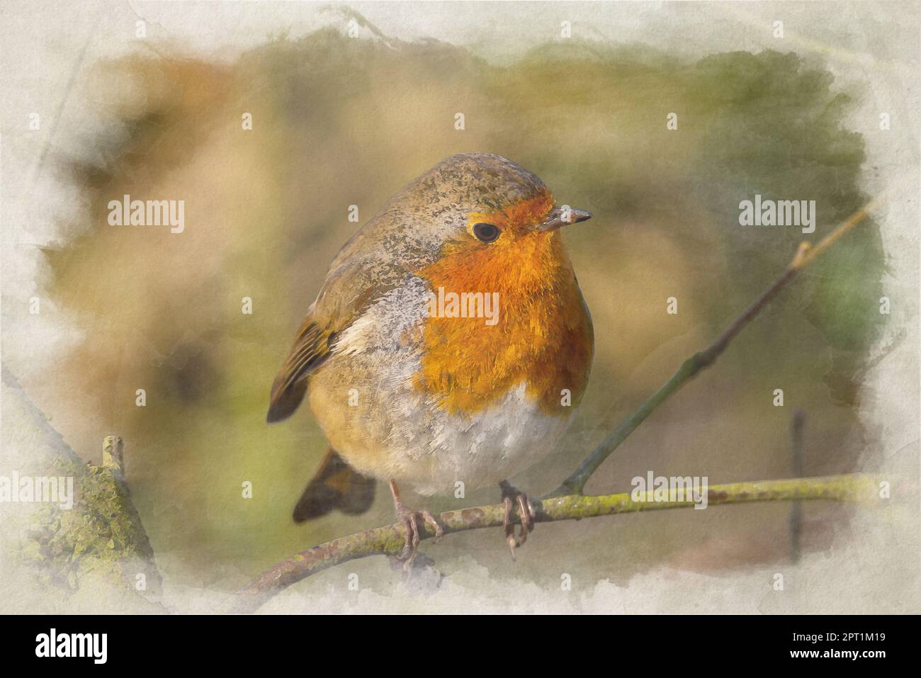 A digital watercolour painting of a European Robin redbreast, Erithacus ...