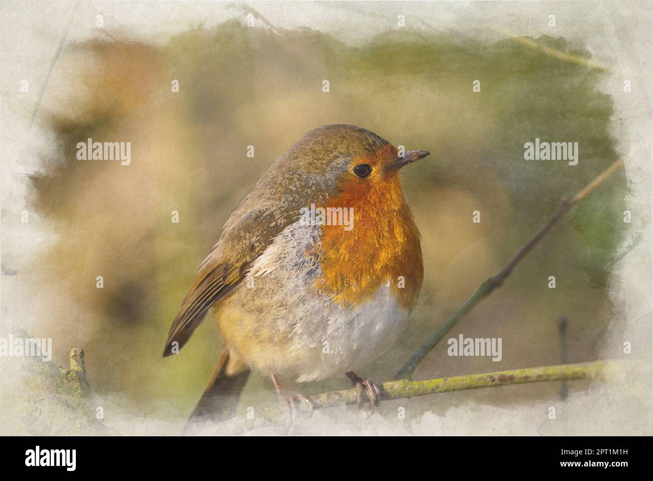 A digital watercolour painting of a European Robin redbreast, Erithacus ...