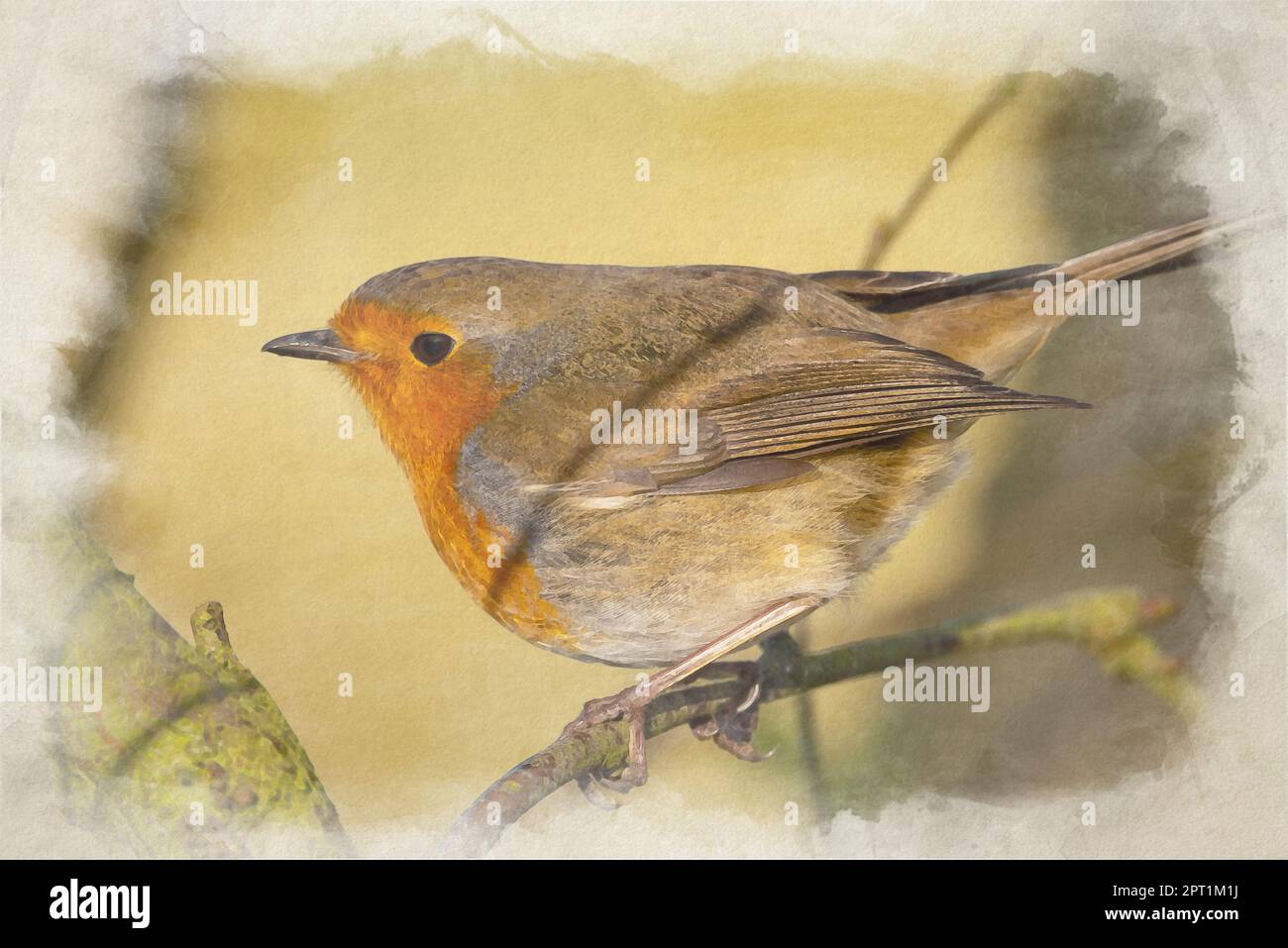 A digital watercolour painting of a European Robin redbreast, Erithacus ...