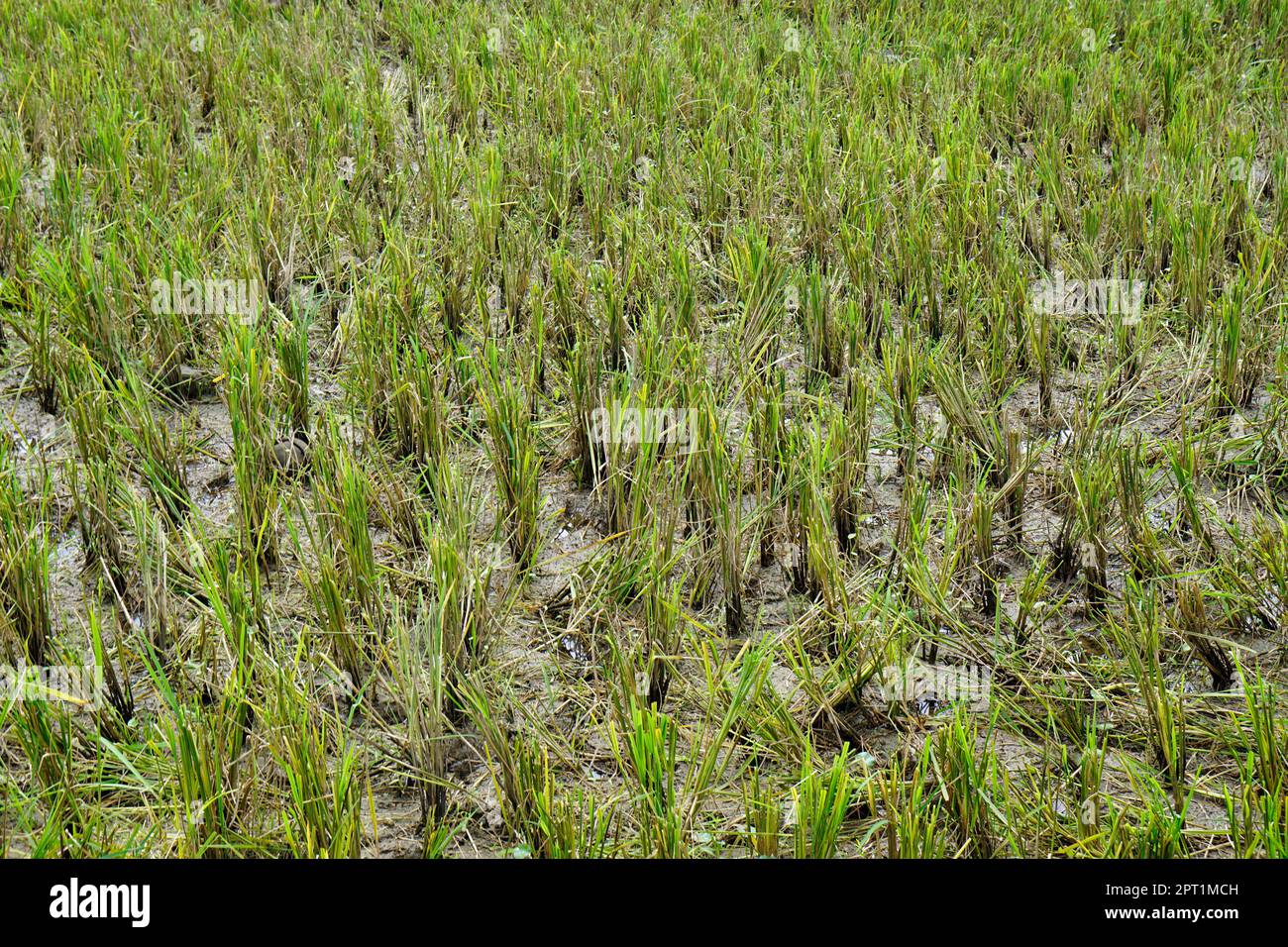 scenic rice fields on bohol island at the philippines Stock Photo - Alamy