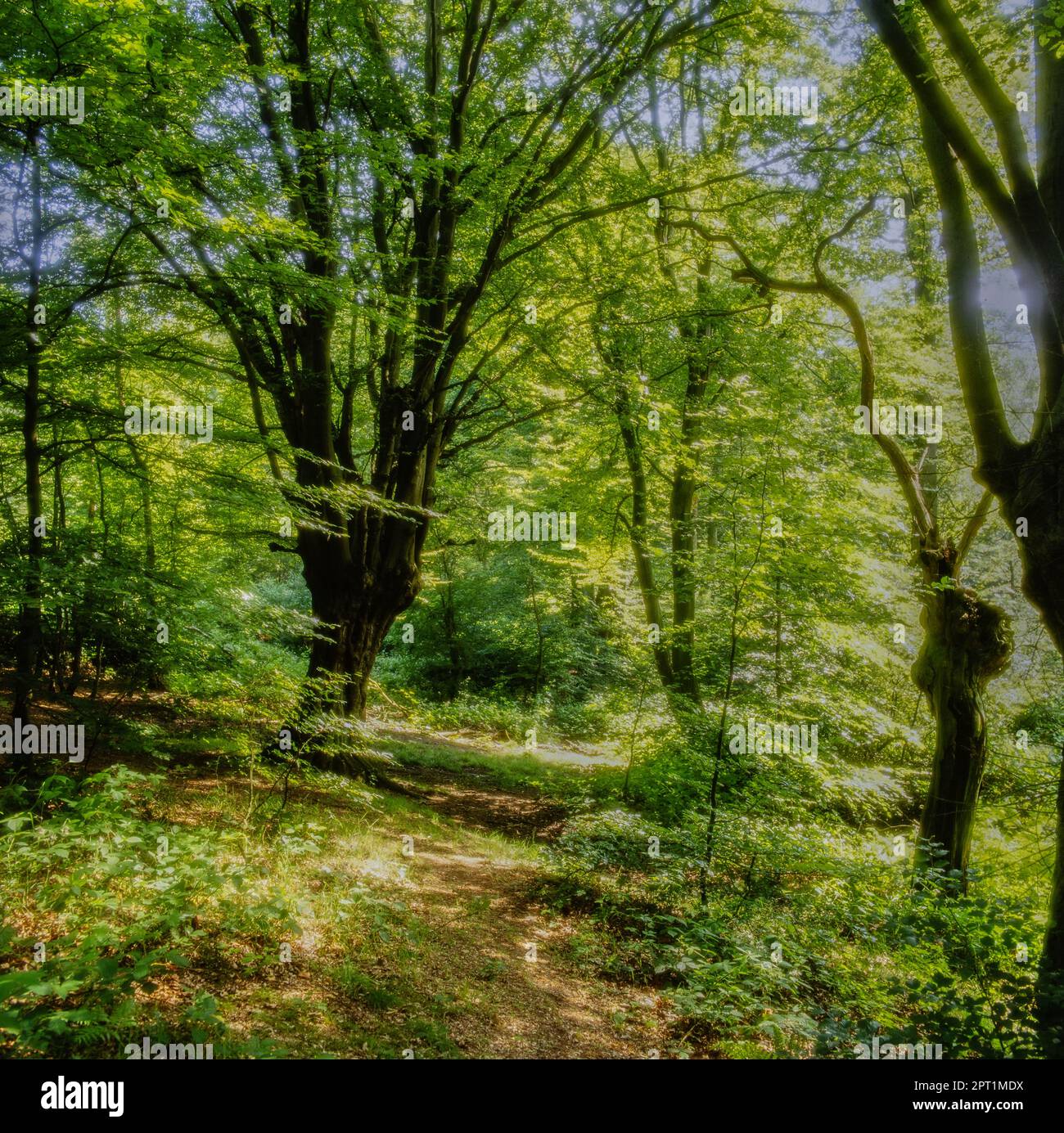 Epping forest ancient woodland hi-res stock photography and images - Alamy