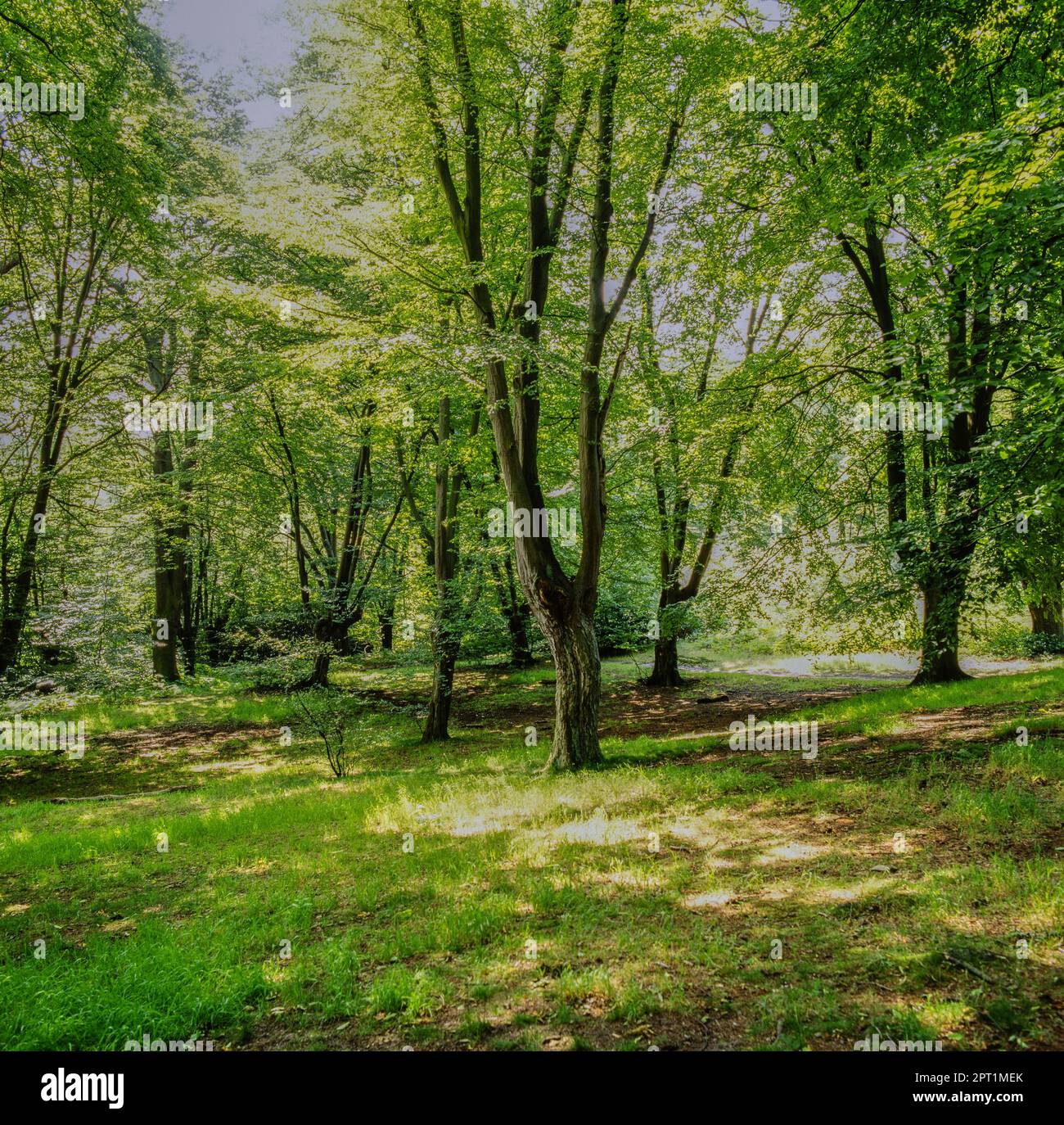 Epping forest ancient woodland hi-res stock photography and images - Alamy