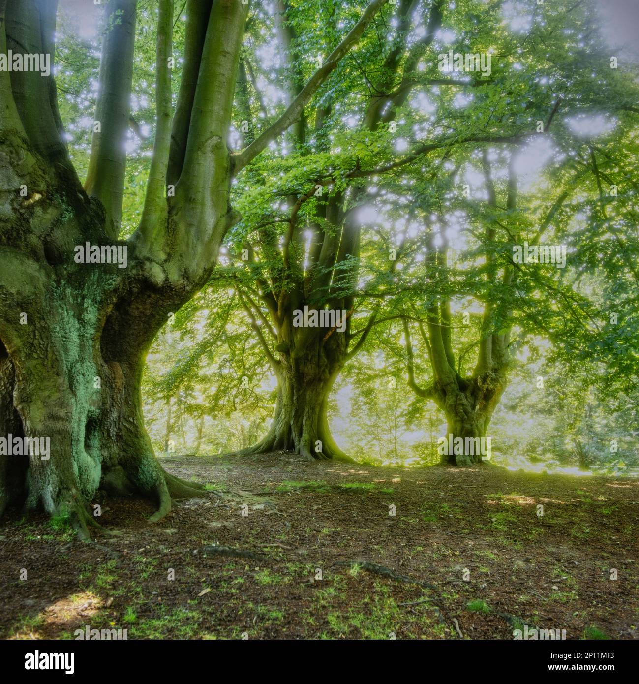 Epping trees hi-res stock photography and images - Alamy
