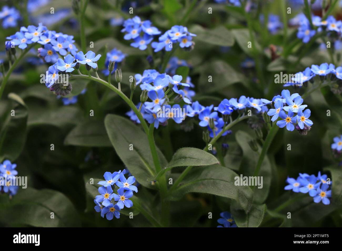 Blooming blue Forget-Me-Nots. Forget-Me-Not flower in nature Stock ...