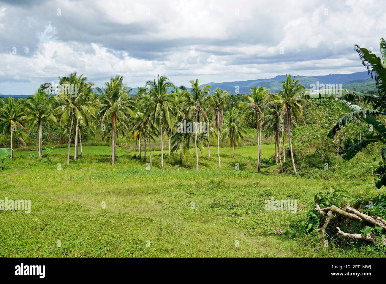 scenic rice fields on bohol island at the philippines Stock Photo - Alamy