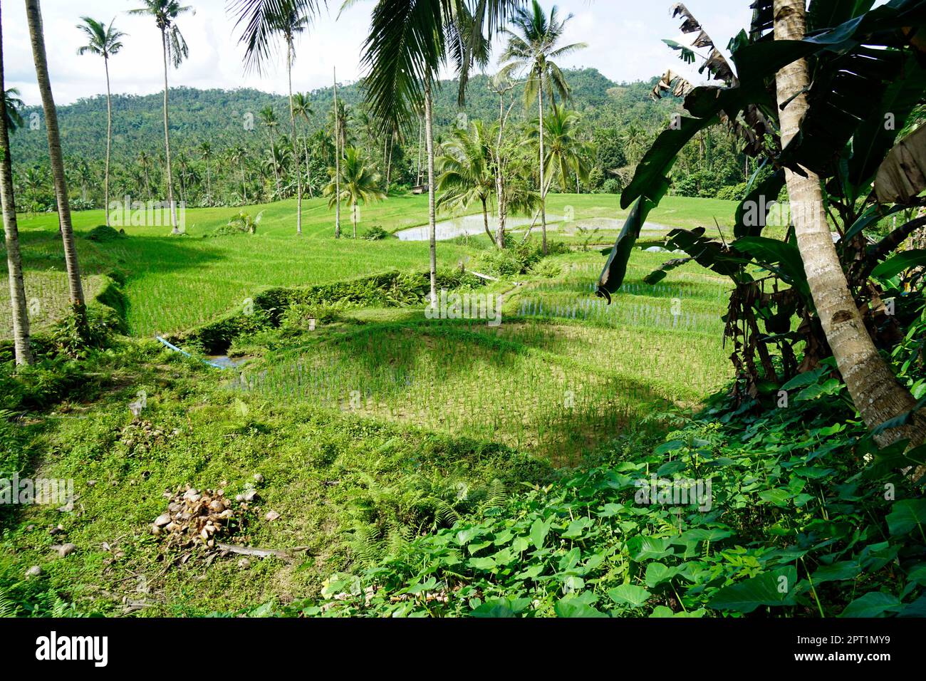 scenic rice fields on bohol island at the philippines Stock Photo - Alamy