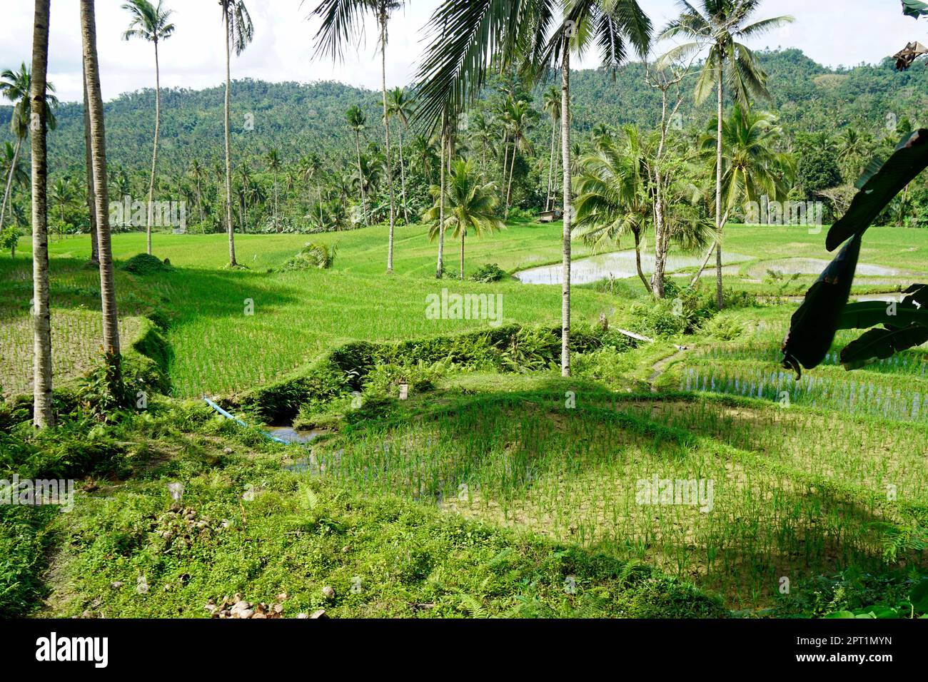 scenic rice fields on bohol island at the philippines Stock Photo - Alamy