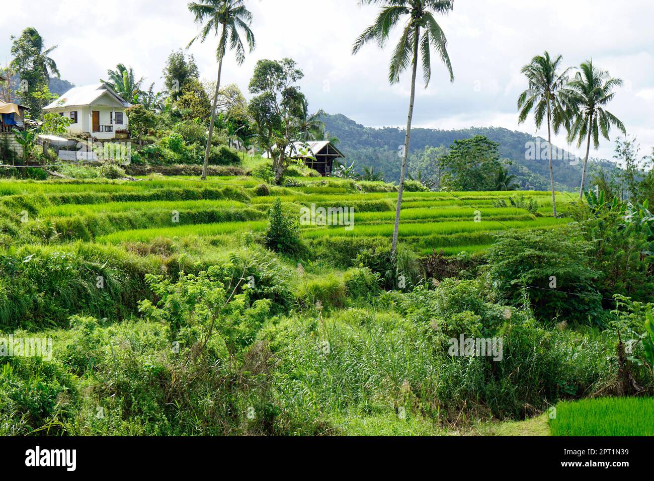 scenic rice fields on bohol island at the philippines Stock Photo - Alamy