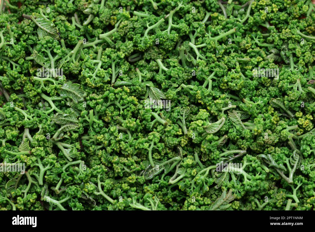 Sansho (Japanese pepper ) flower buds texture Stock Photo - Alamy