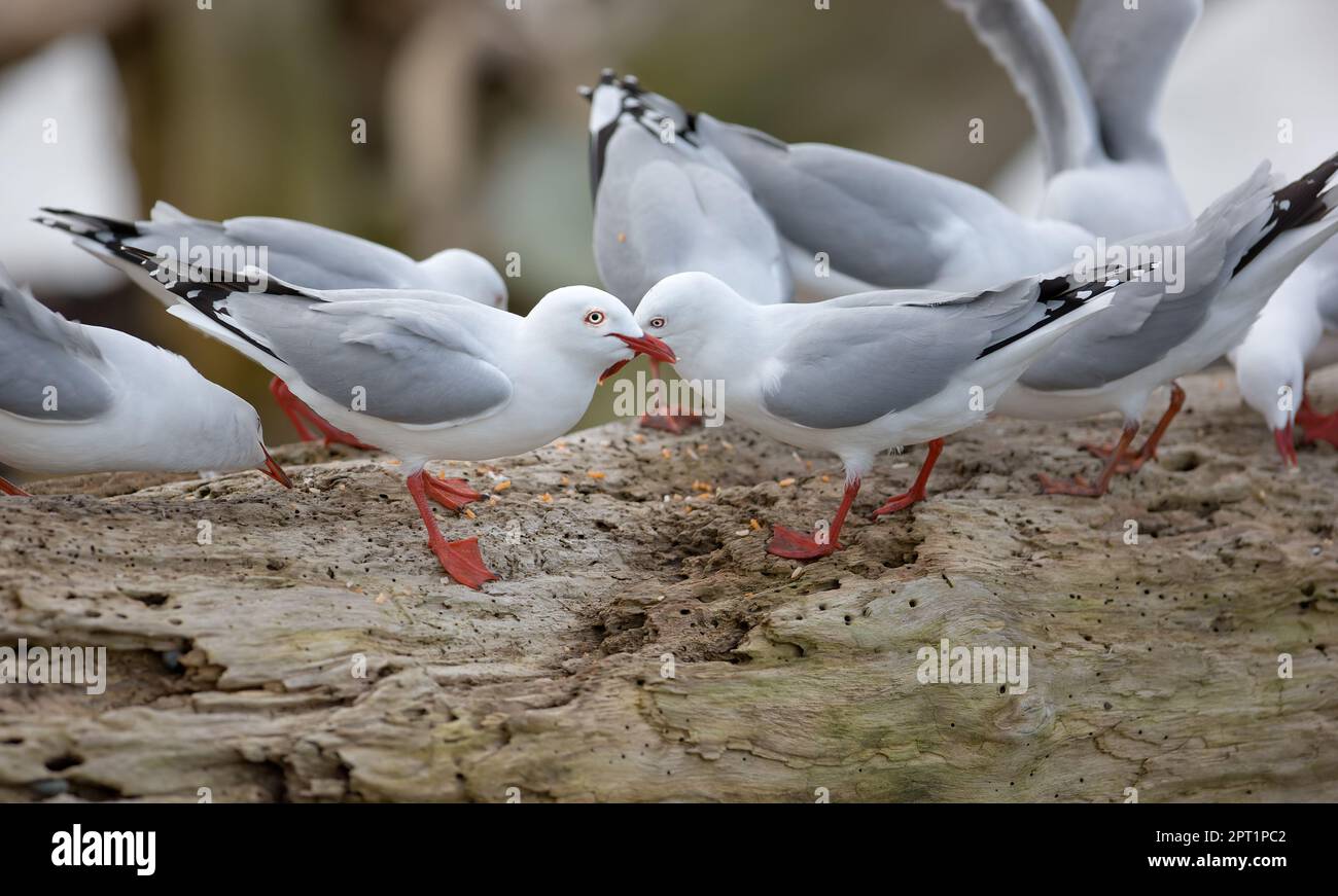 New zealand crow hi-res stock photography and images - Alamy