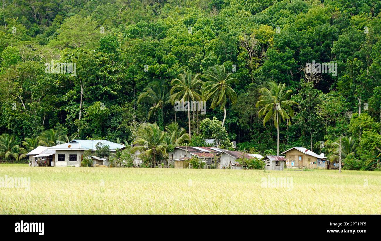 scenic rice fields on bohol island at the philippines Stock Photo - Alamy
