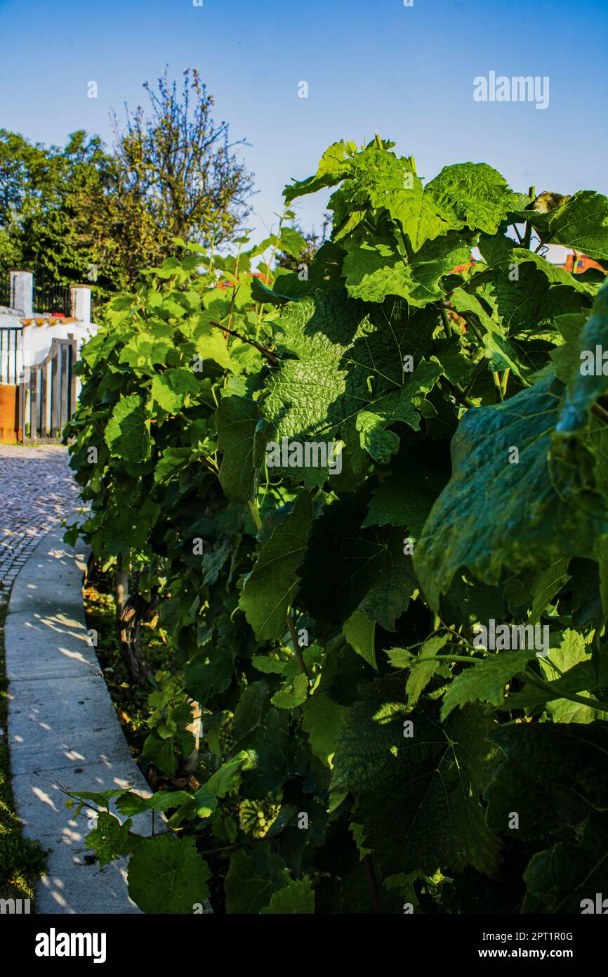 Solo fruit hi-res stock photography and images - Alamy