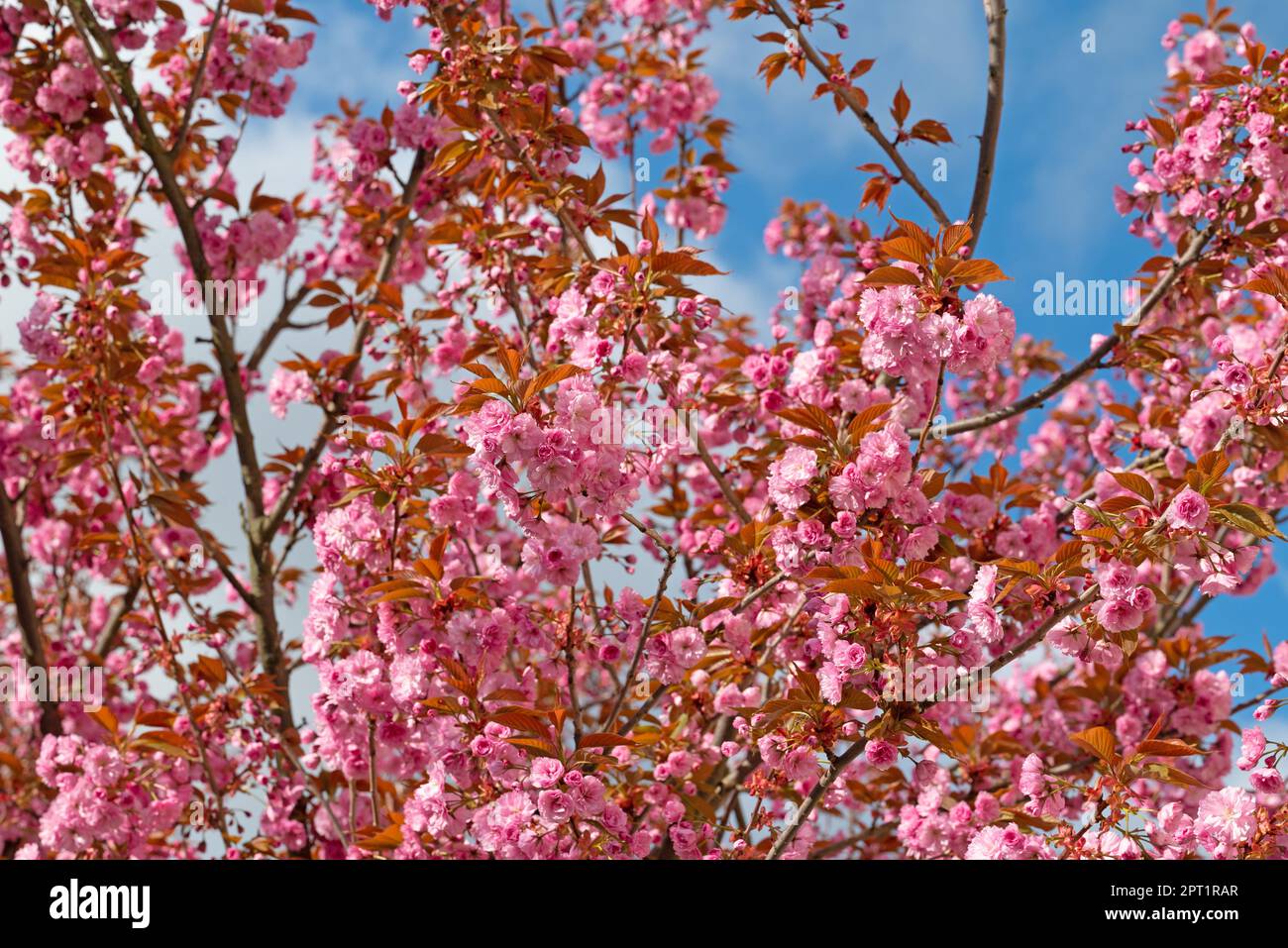 Japanese clove cherry, Prunus serrulata, flowering in spring Stock ...