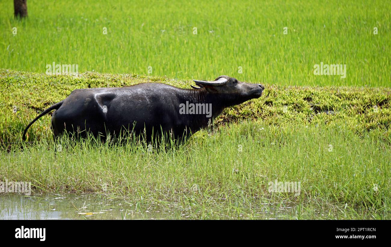 scenic rice fields on bohol island at the philippines Stock Photo - Alamy