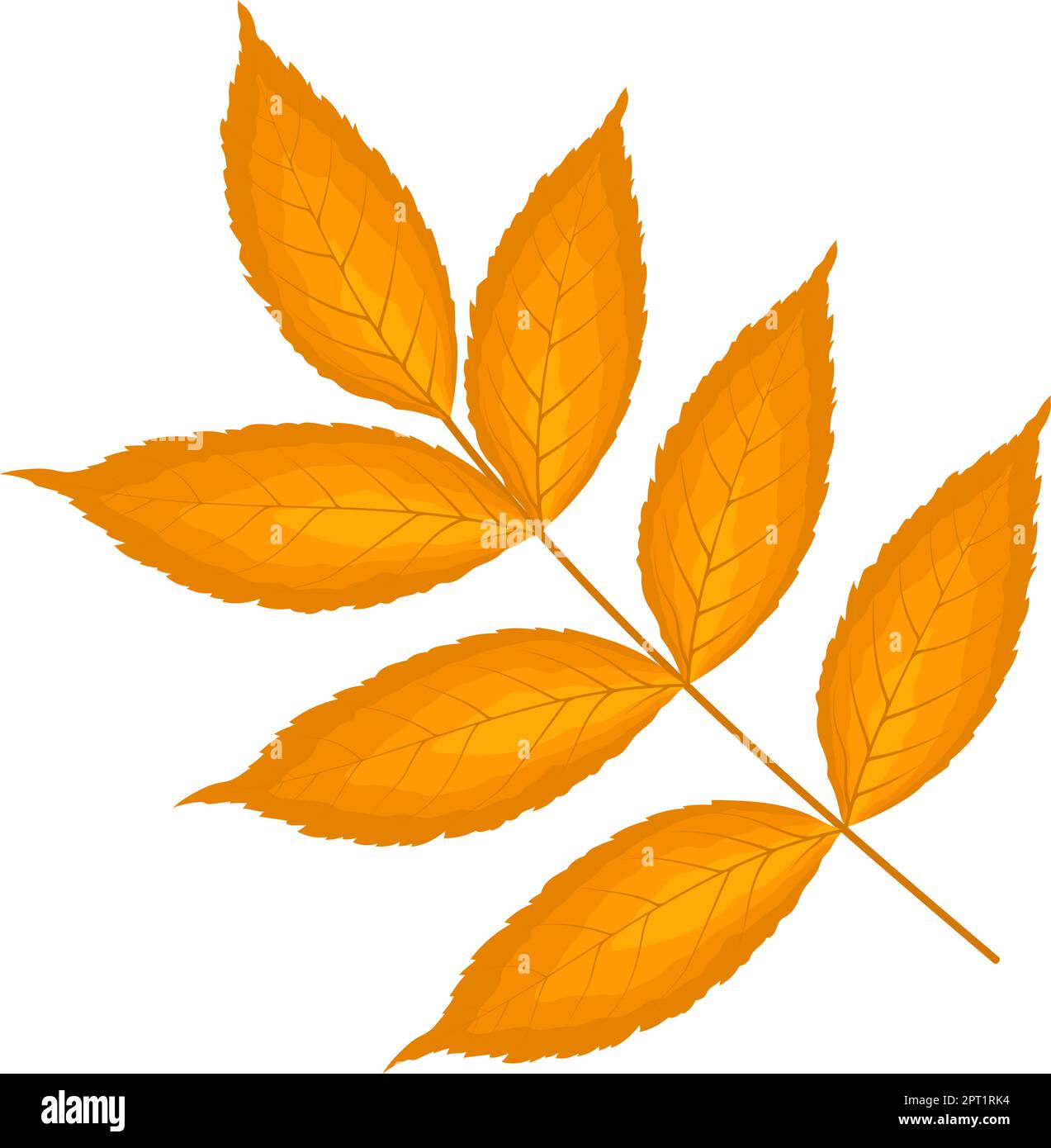 Ash macro Stock Vector Images - Alamy