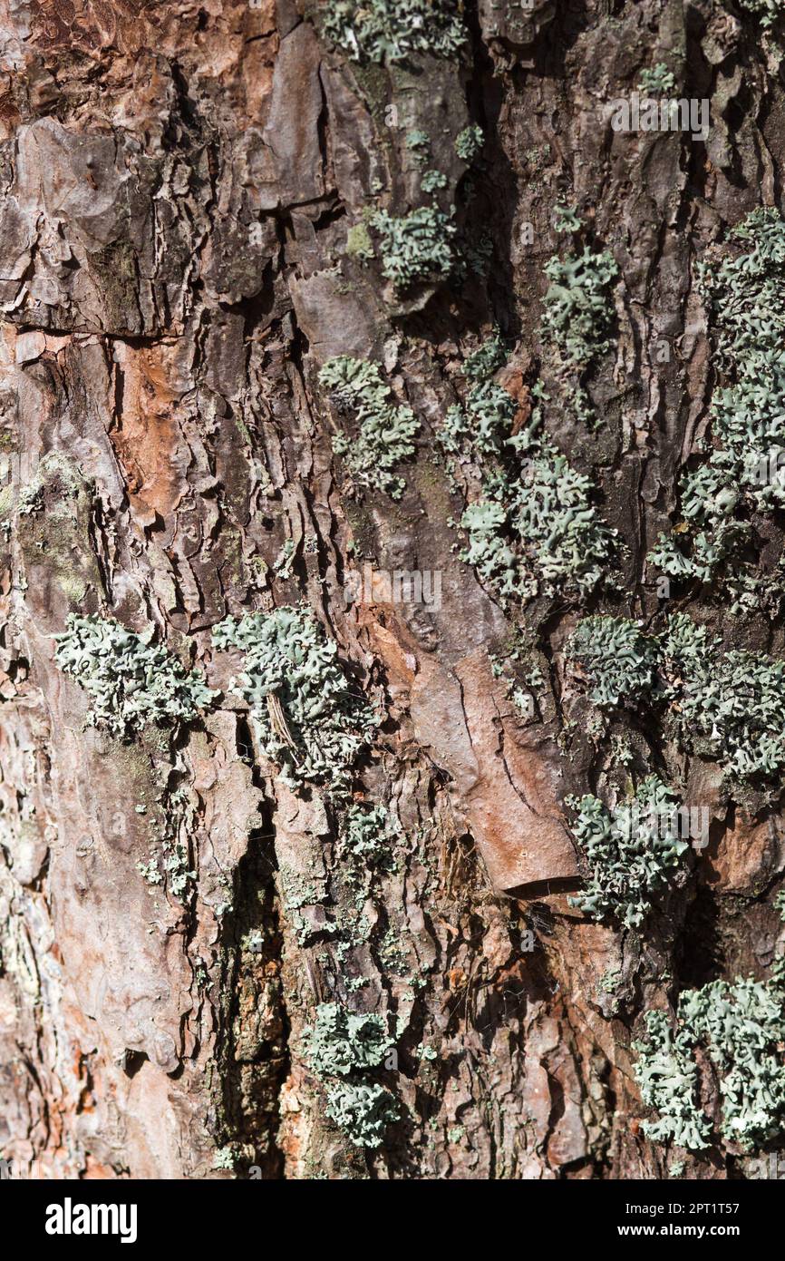 texture of pine tree bark with lichens Stock Photo - Alamy