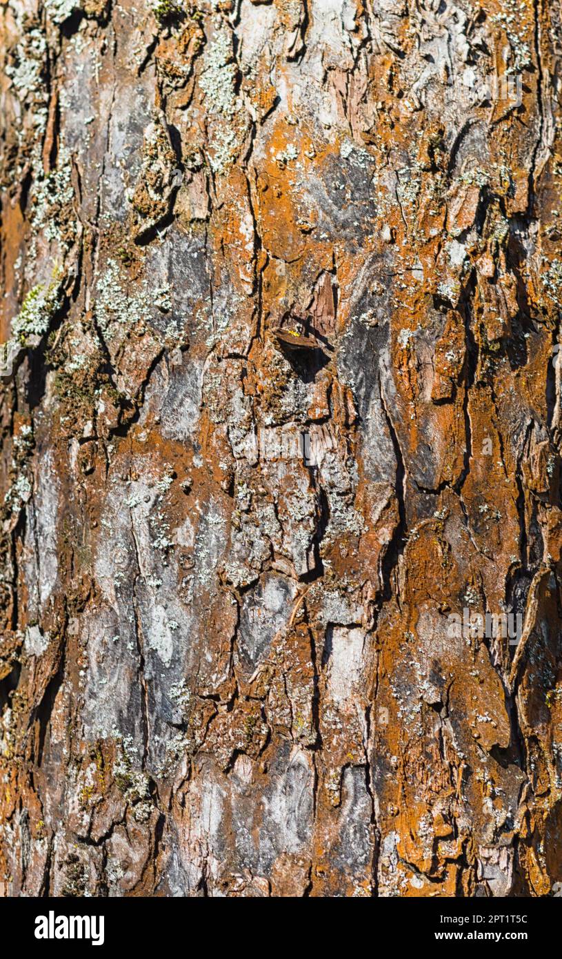 brown tree bark texture of apple tree with sunlight Stock Photo - Alamy