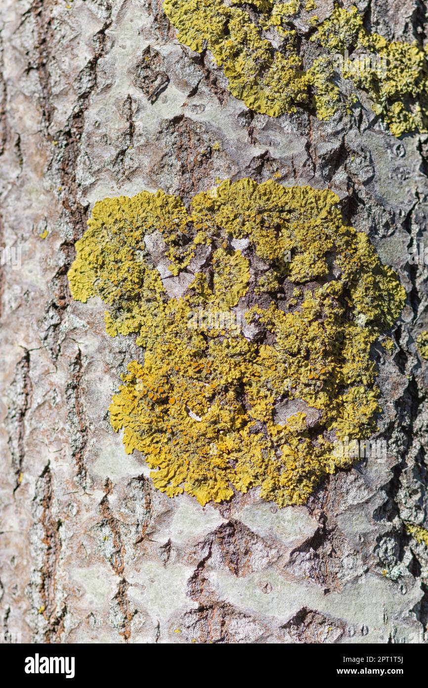 texture of Manchurian walnut bark with lichens Stock Photo - Alamy
