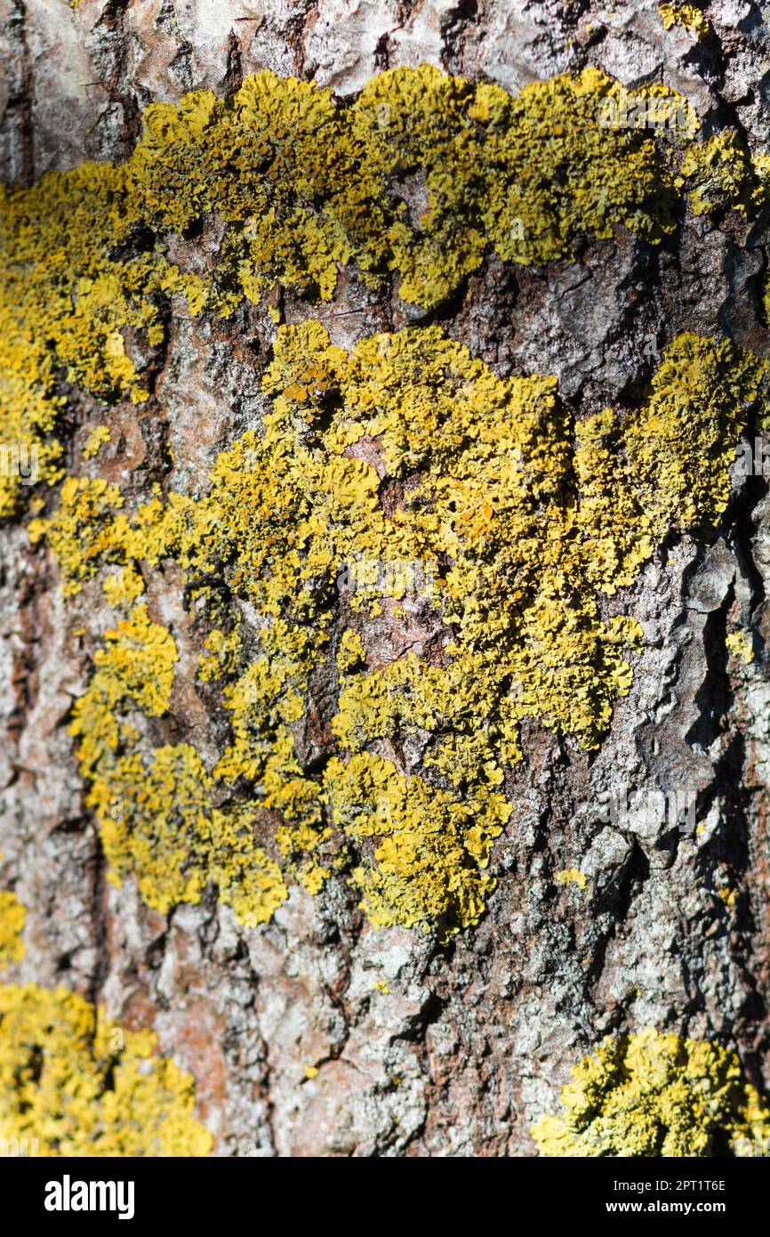 texture of Manchurian walnut bark with yellow lichens Stock Photo - Alamy