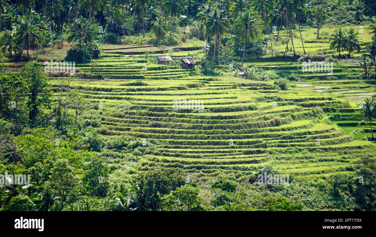 scenic rice fields on bohol island at the philippines Stock Photo - Alamy