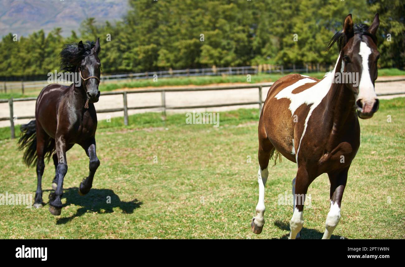 Trotting paint horse hi-res stock photography and images - Alamy