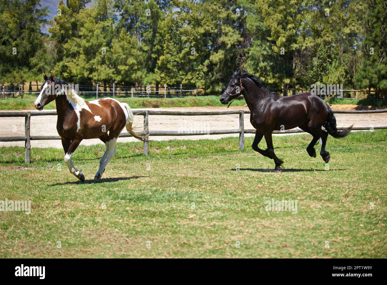 Two cantering horses hi-res stock photography and images - Alamy