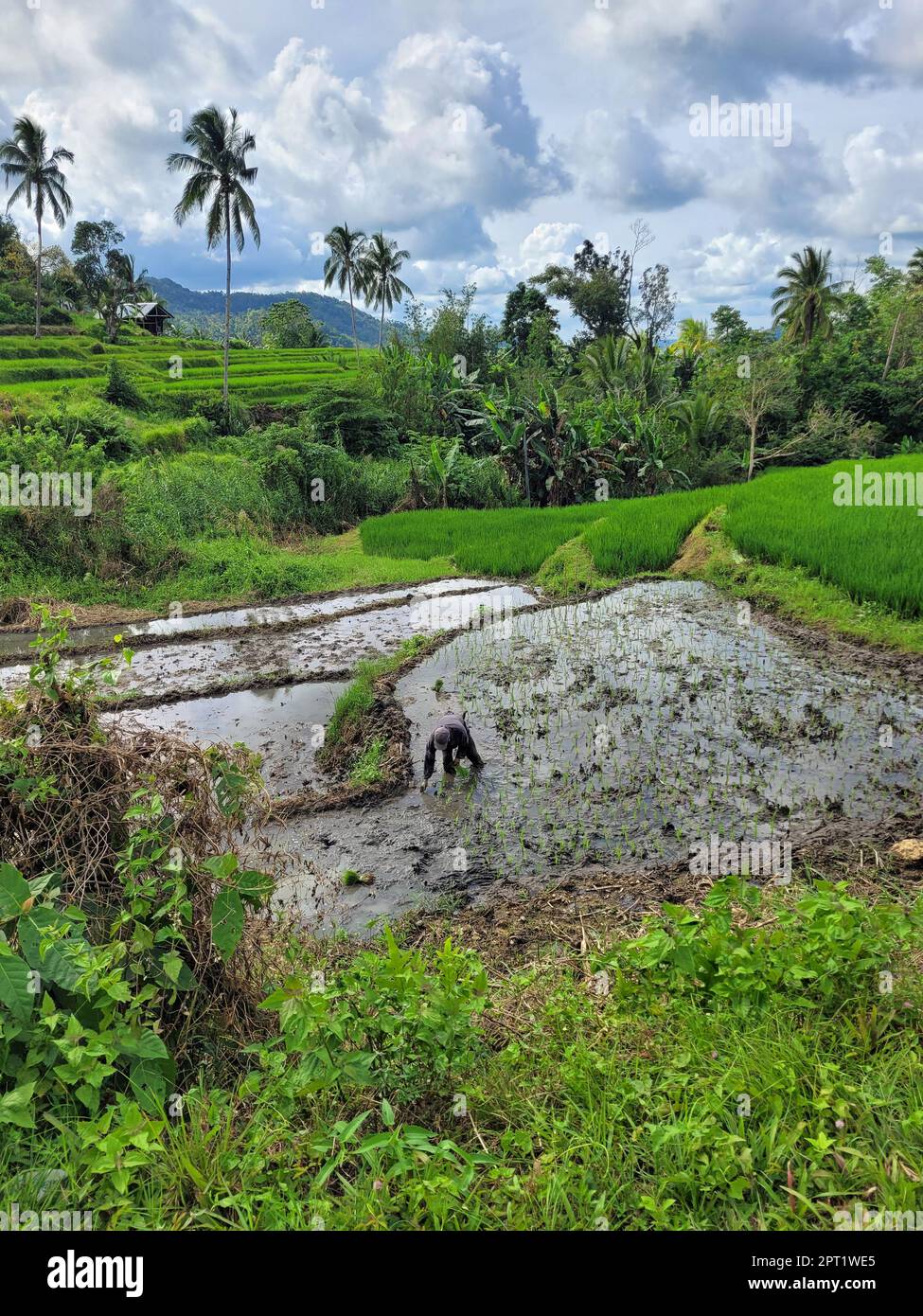 scenic rice fields on bohol island at the philippines Stock Photo - Alamy