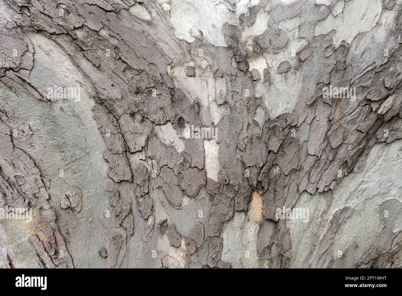 Old wood tree bark texture background. Natural pattern Stock Photo - Alamy