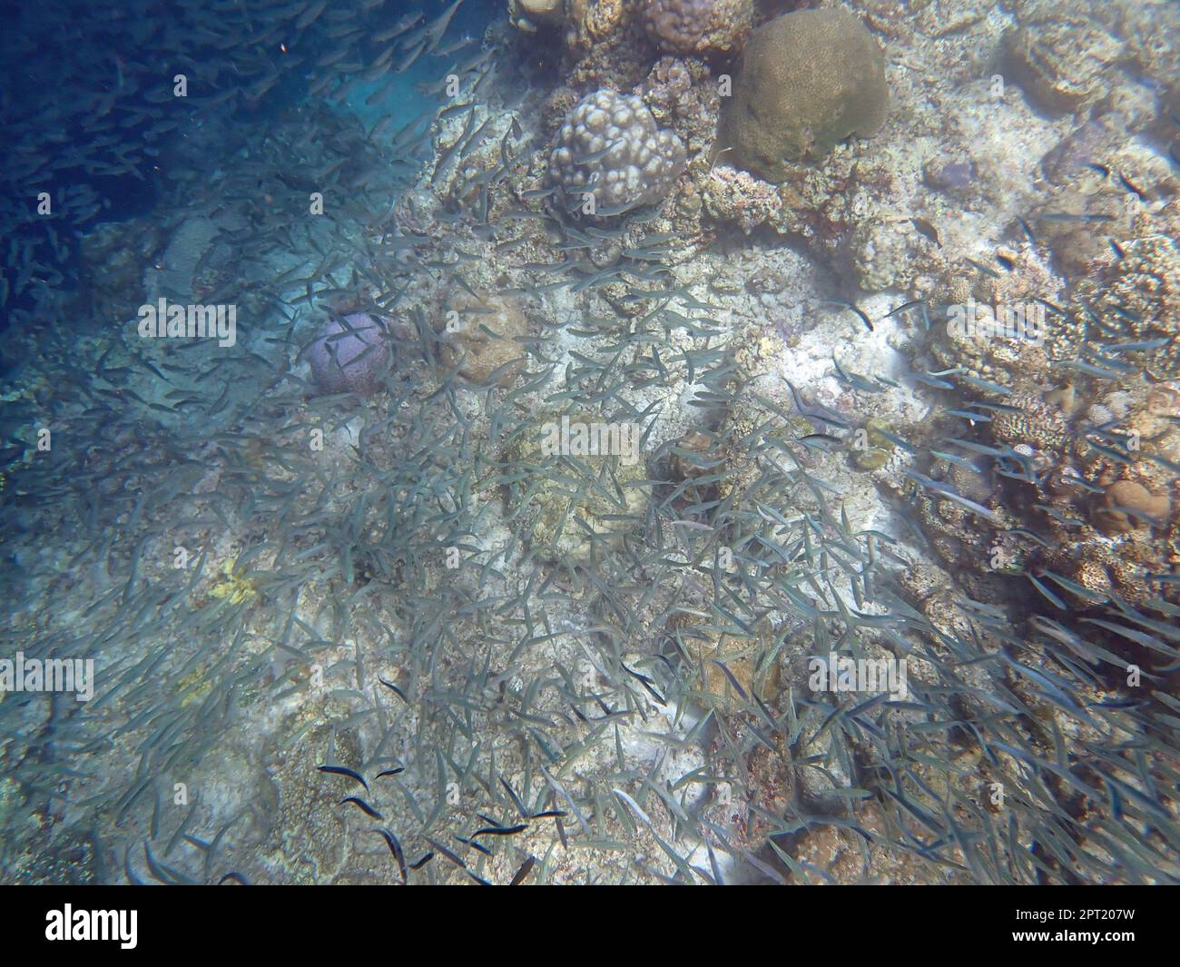 colorful underwater landscape on the philippine island of cebu Stock ...