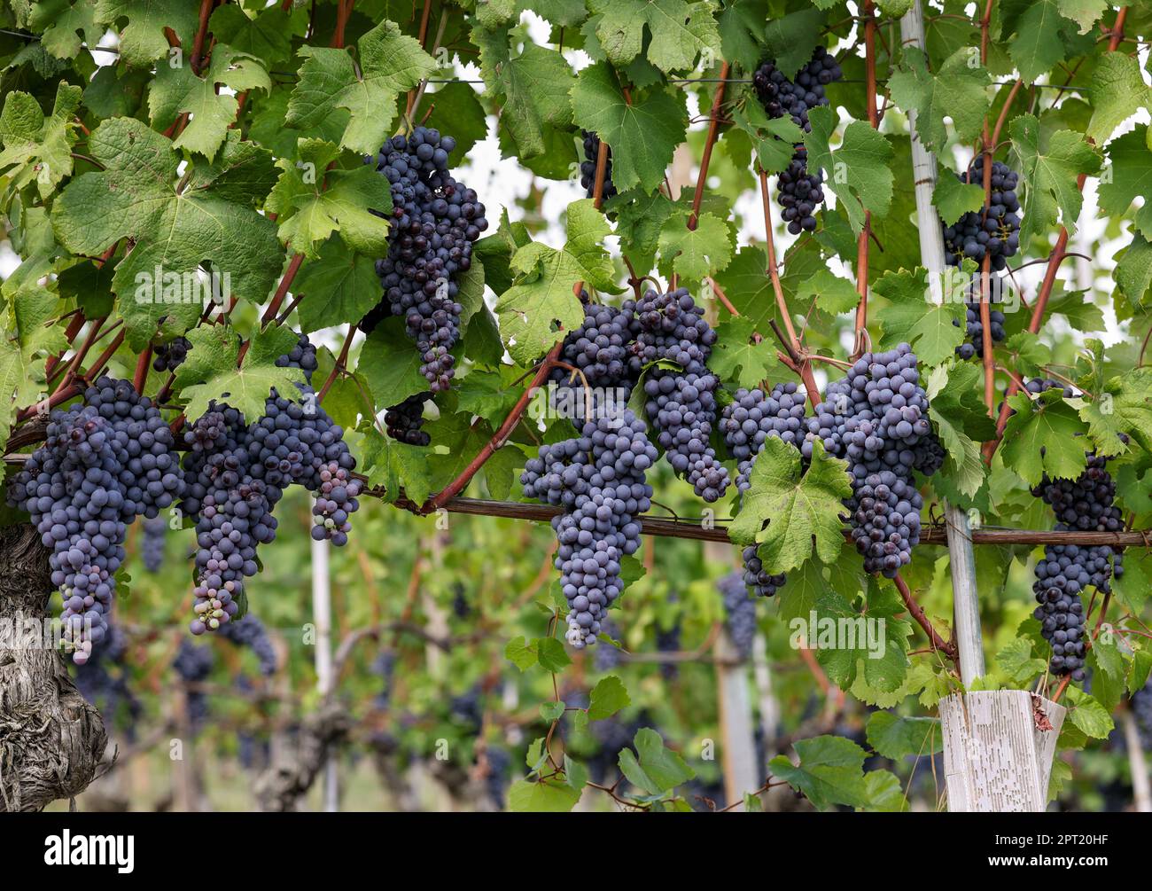 Sulphites and wine hi-res stock photography and images - Alamy