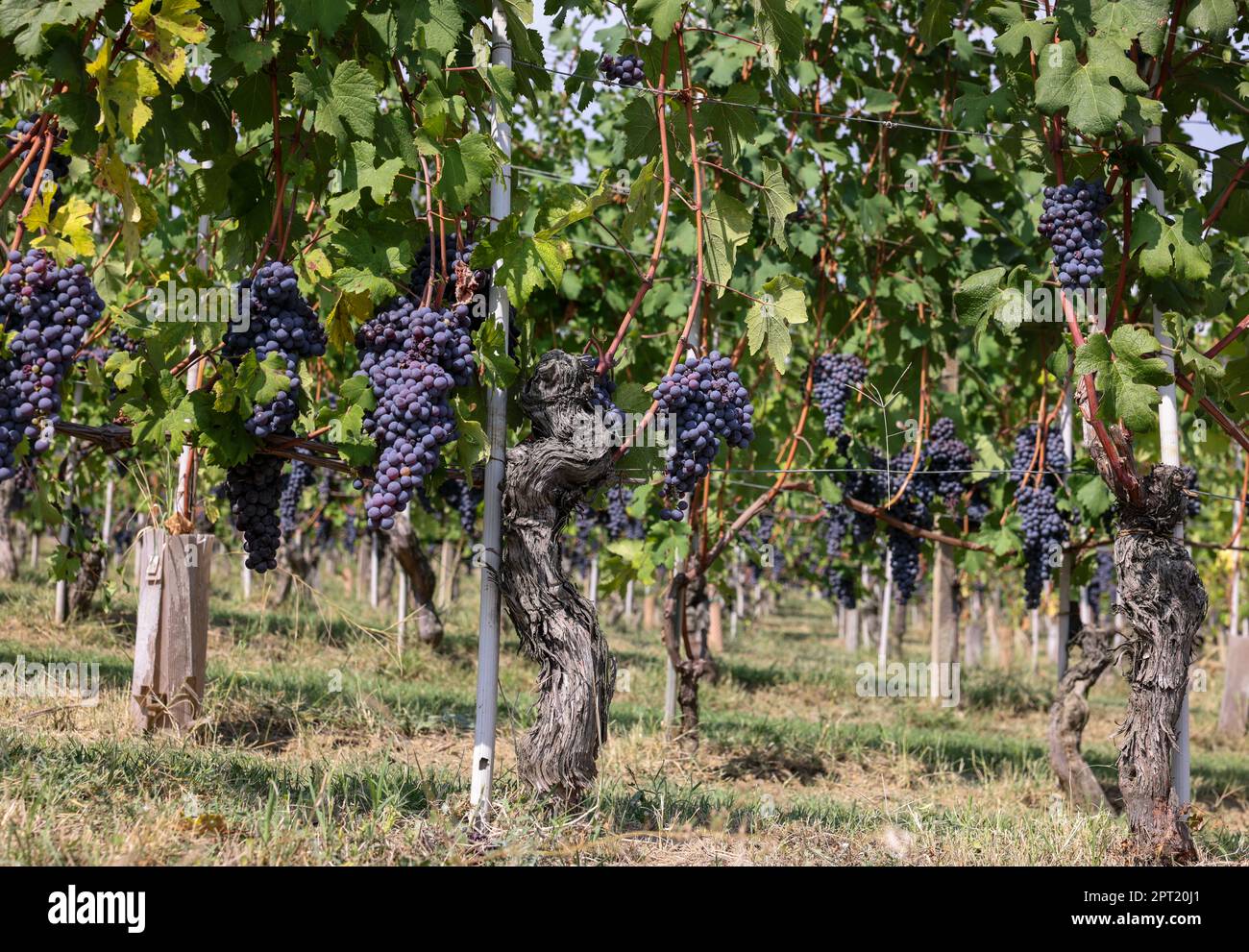 Beautiful bunch of black nebbiolo grapes with green leaves in the ...