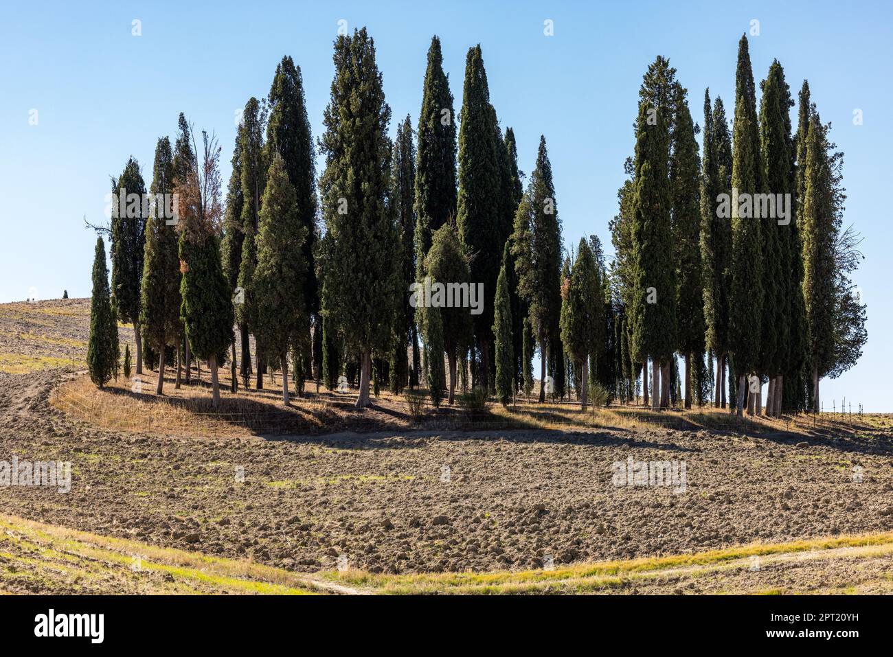 Iconic group of cypress trees in a field, near San Quirico, Tuscany ...