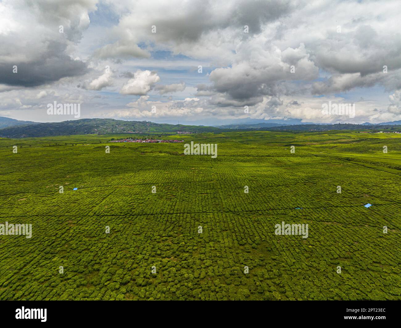 Aerial view of tea estates and farmland in Sumatra. Tea plantations ...