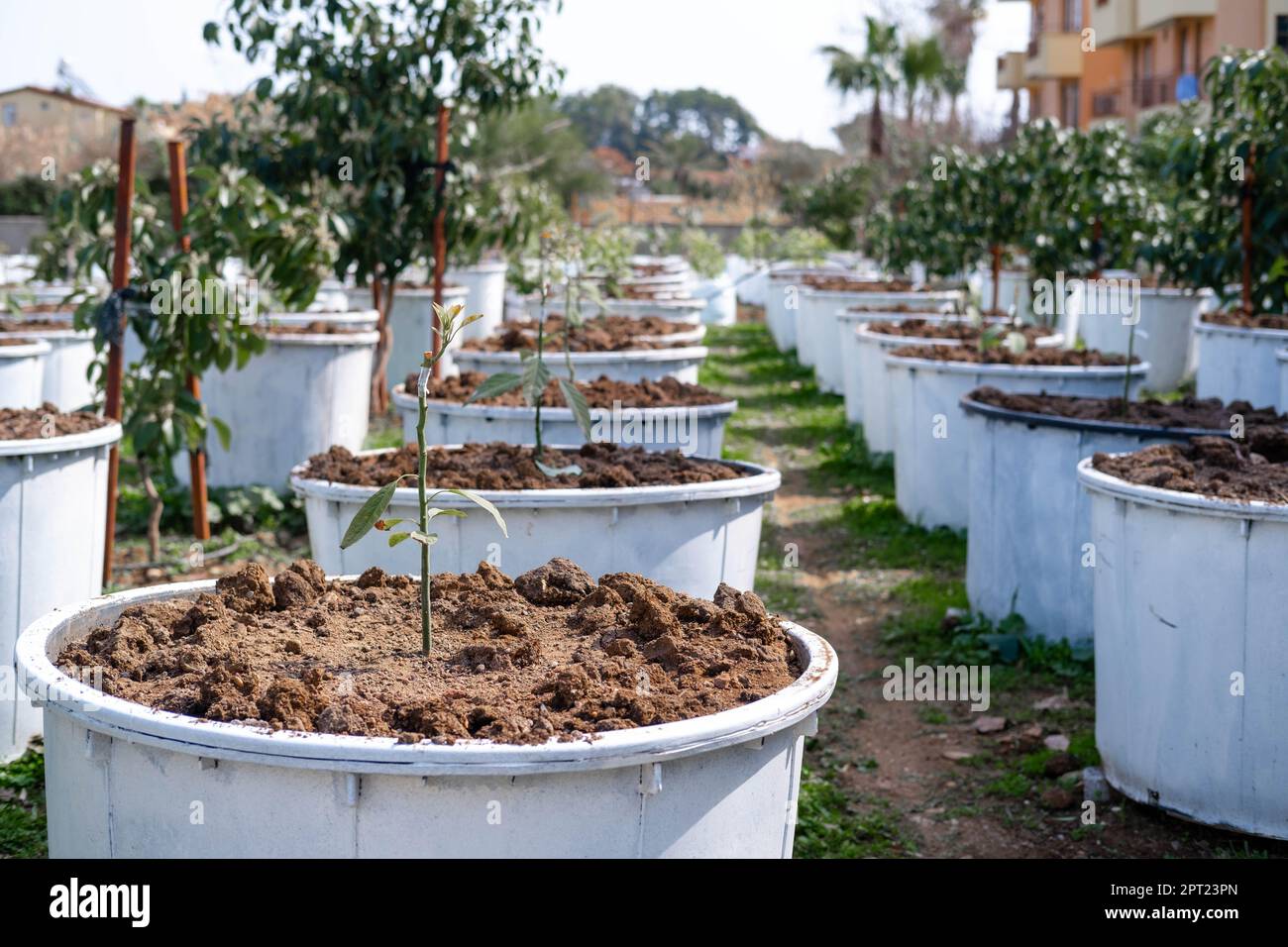Avocado seedlings in white bags for planting in garden, growing avocado ...
