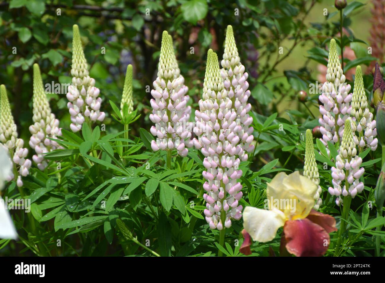 Beautiful lupine flower garden hi-res stock photography and images - Alamy