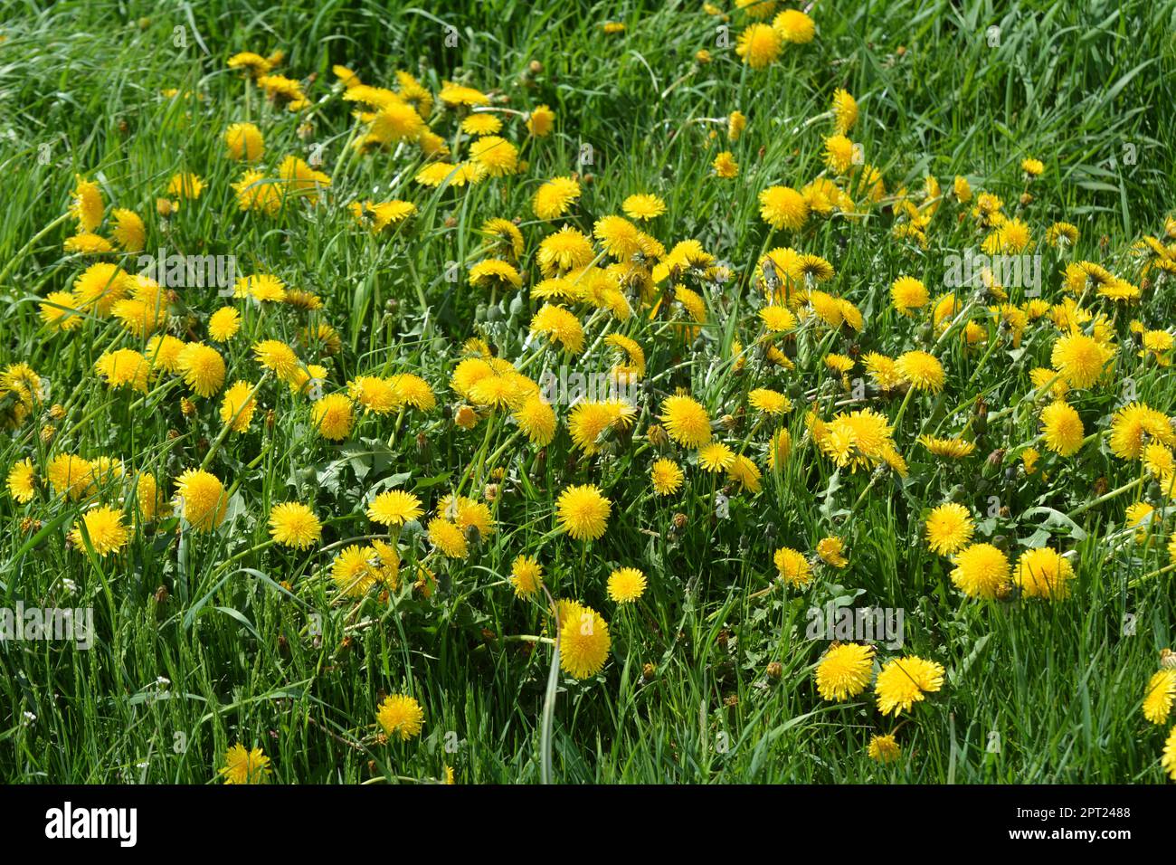 Dandelion (Taraxacum officinale) grows in the wild in spring Stock ...