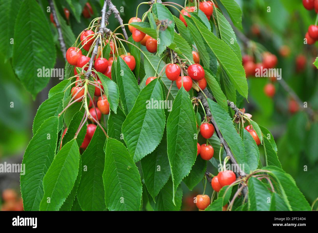 On a tree branch, ripe red berries sweet cherry (Prunus avium Stock ...