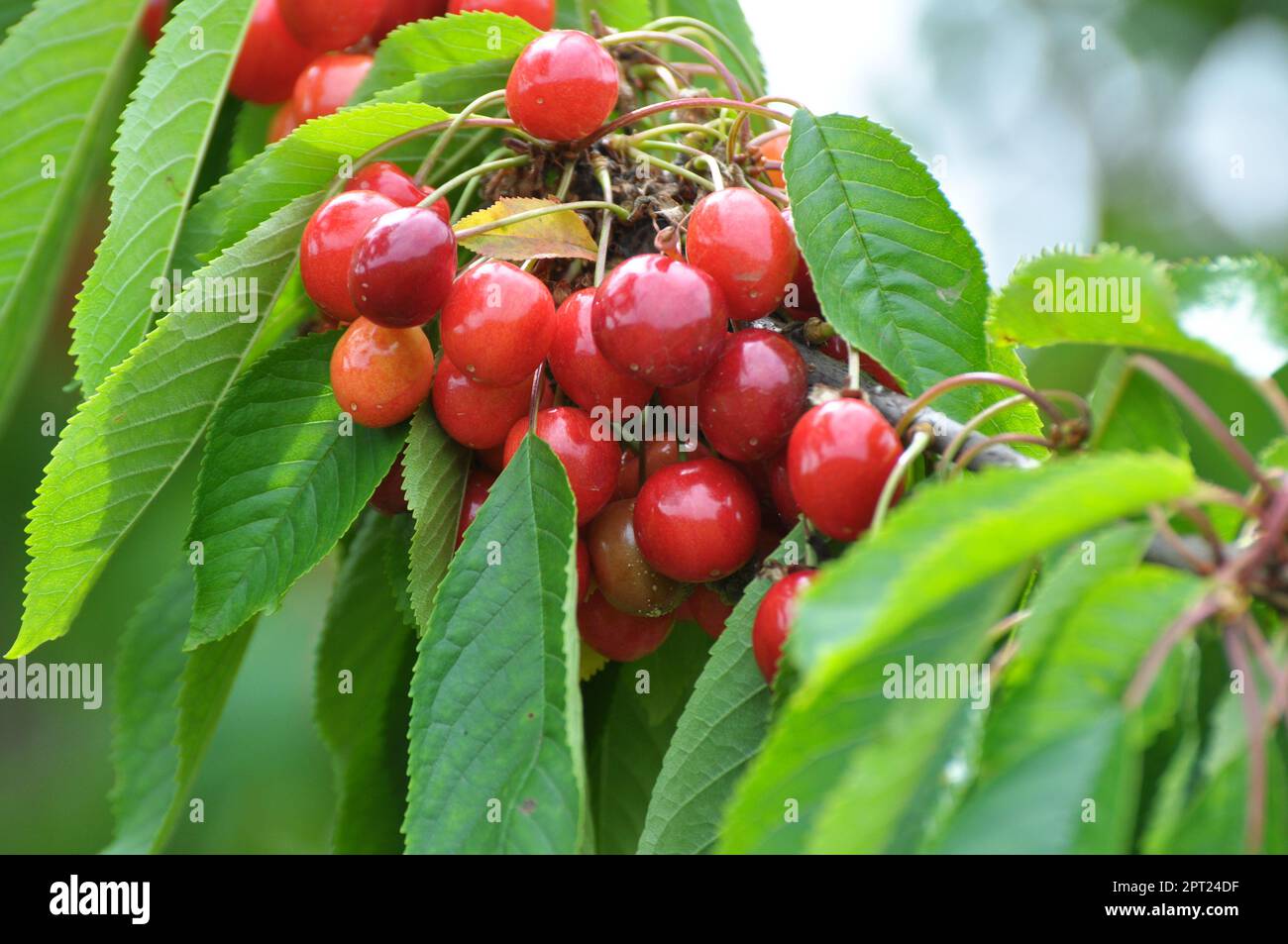 On a tree branch, ripe red berries sweet cherry (Prunus avium Stock ...