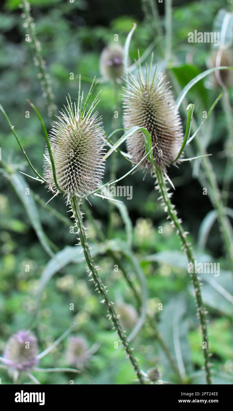 Dipsacus plant hi-res stock photography and images - Alamy