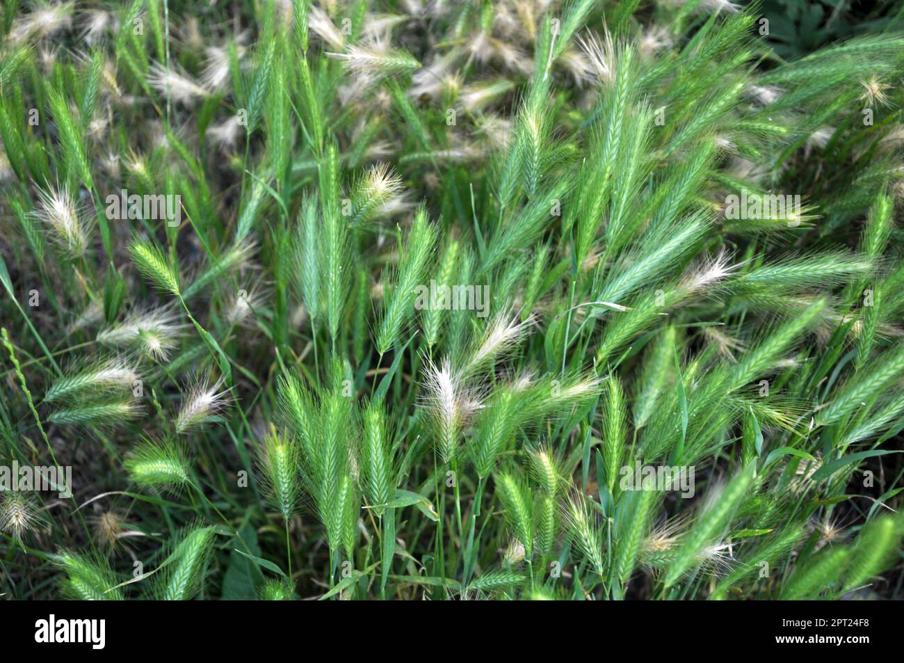 In the wild, as a weed grows barley (Hordeum murinum Stock Photo - Alamy