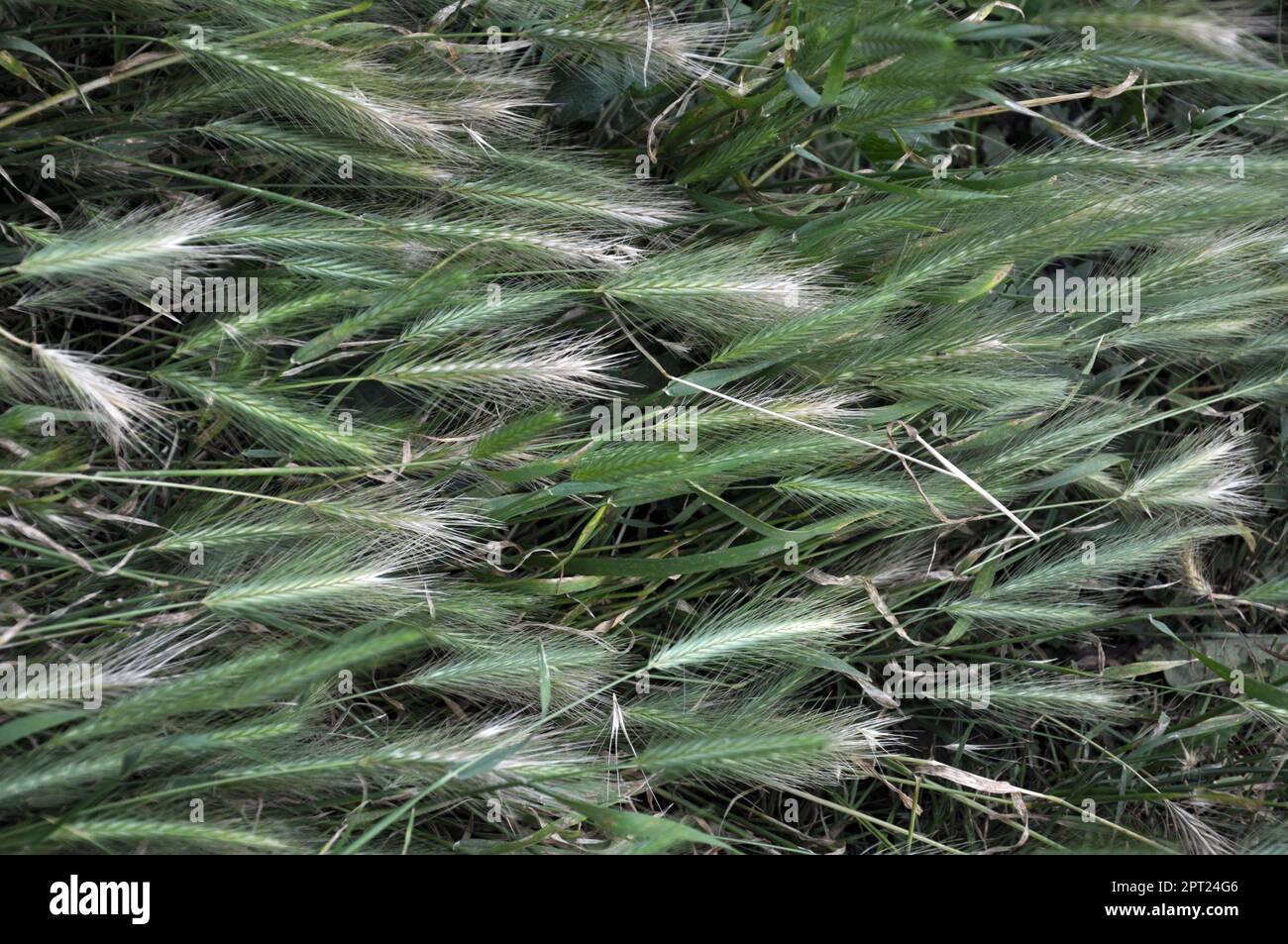 In the wild, as a weed grows barley (Hordeum murinum Stock Photo - Alamy