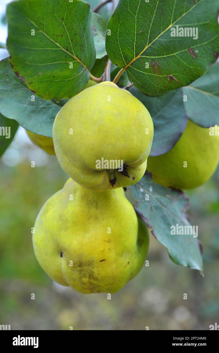 Quince fruits ripen on the branch of the bush Stock Photo - Alamy