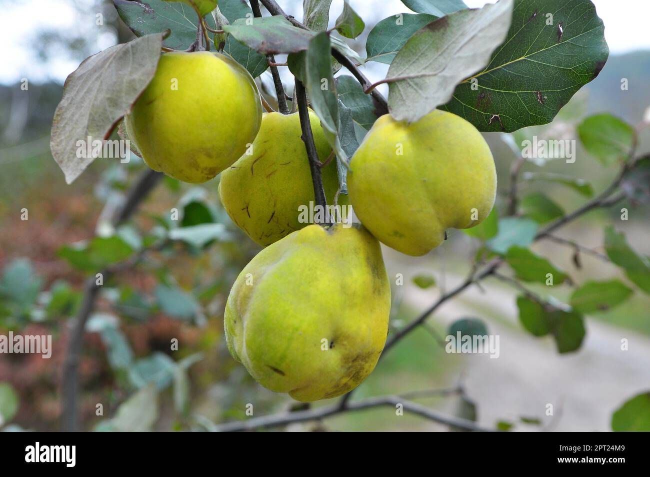 Quince fruits ripen on the branch of the bush Stock Photo - Alamy